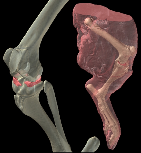 Pig Knee Anatomy Do You Have An ACL? | Biomechanics In The Wild
