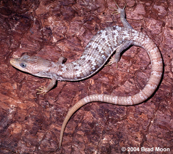 Gerrhonotus Infernalis