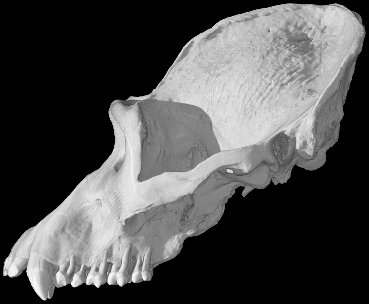Silverback Gorilla Skull
