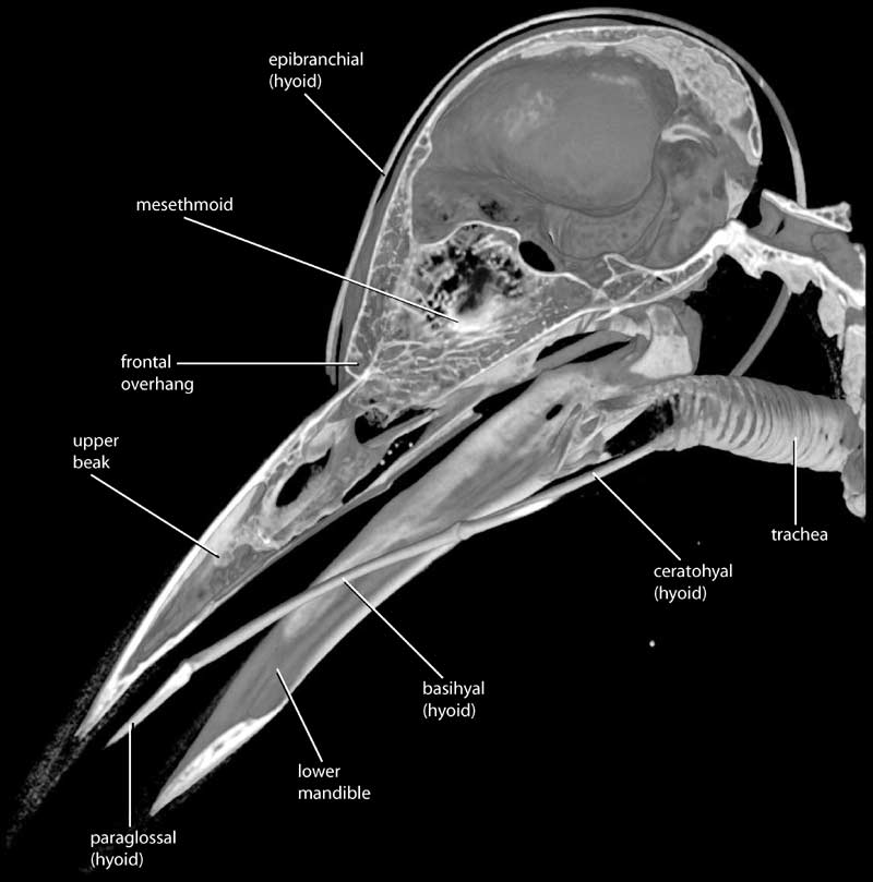 Sluggin' Along: The Vault: Near-passerine Birds - Red-bellied Woodpecker