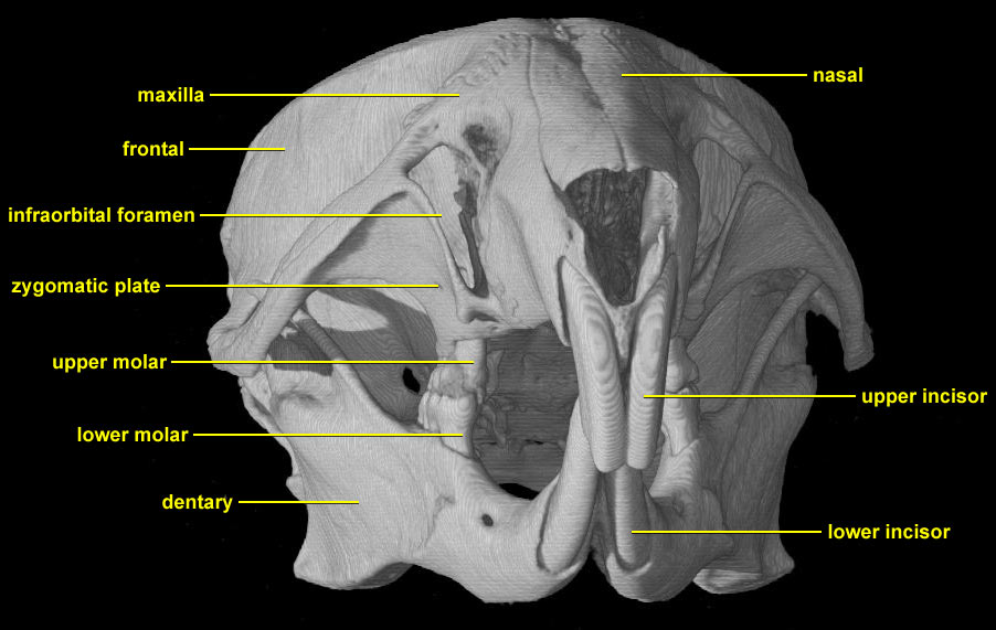 Infraorbital Foramen Of Maxilla