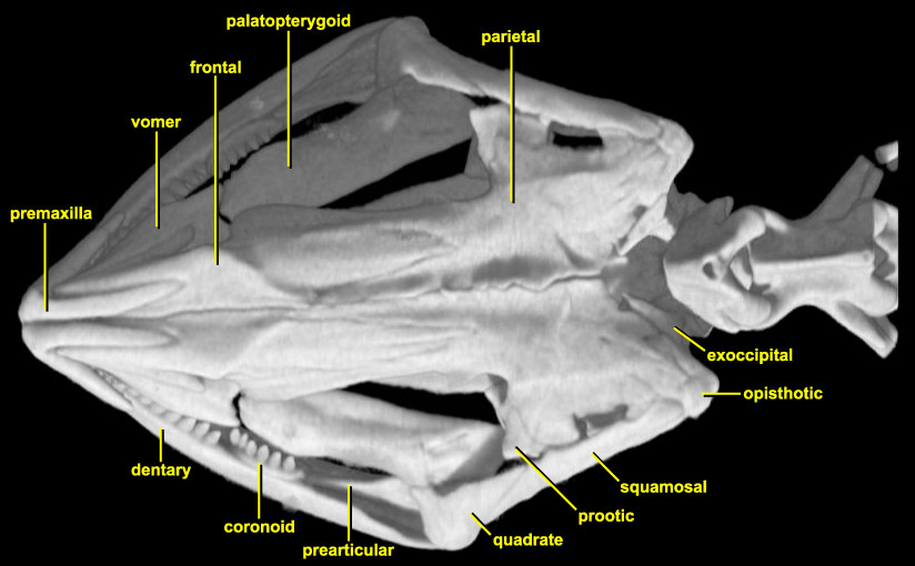 Necturus maculosus, dorsal view