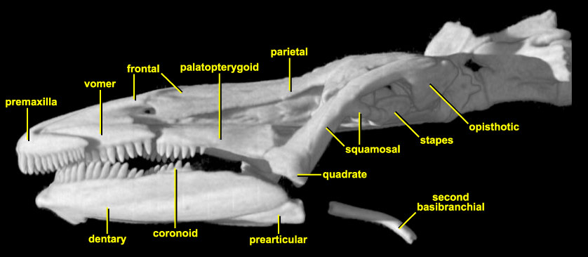 Necturus maculosus, lateral view