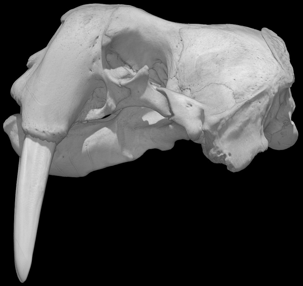 Walrus Flipper Bones Digimorph Odobenus Rosmarus (walrus) Adult