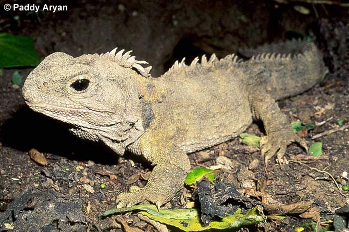 Sphenodon punctatus (Tuatara) (Hatteria punctata)