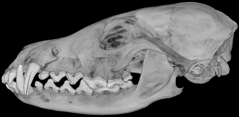Vulpes Vulpes Skull
