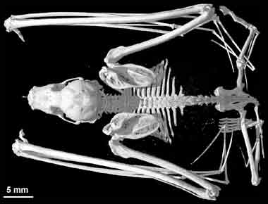 Digimorph - Pteronotus_parnelli (Mustached Bat)